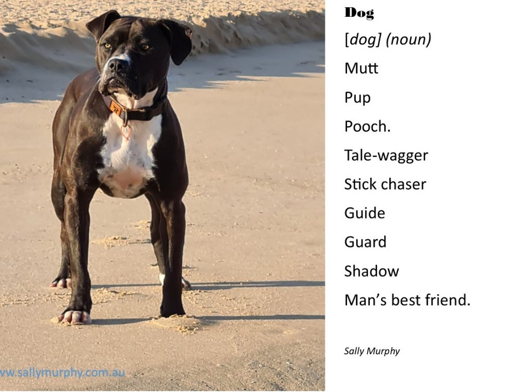 sallymurphy.com.au – Sally Murphy, Australian author